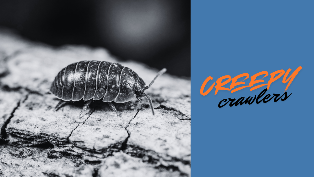 When a Crawler Breaks the Internet (Or at Least Your Pipeline) - Wide ...